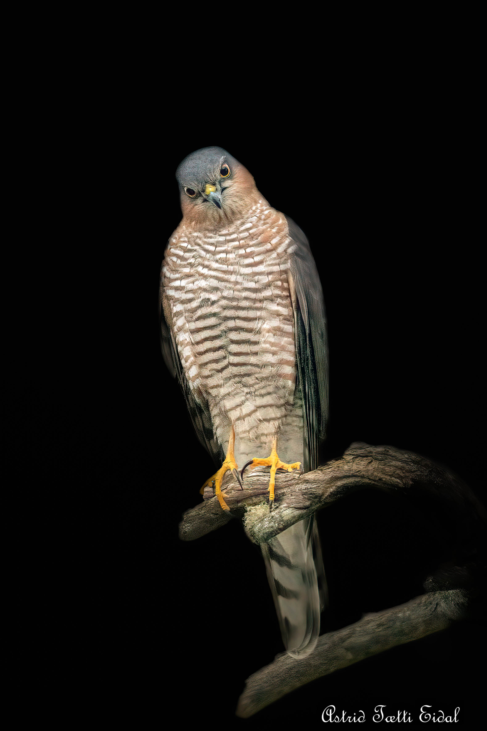 Fugler små og store | Astrid Eidal